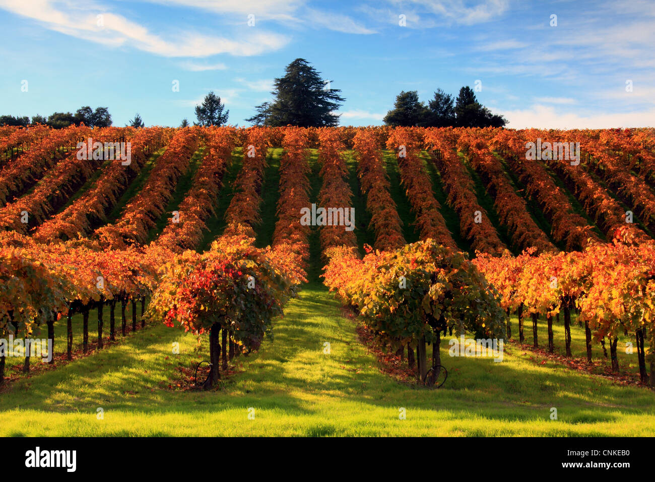 Photo of wine country vineyards in full autumn color, Sonoma County ...