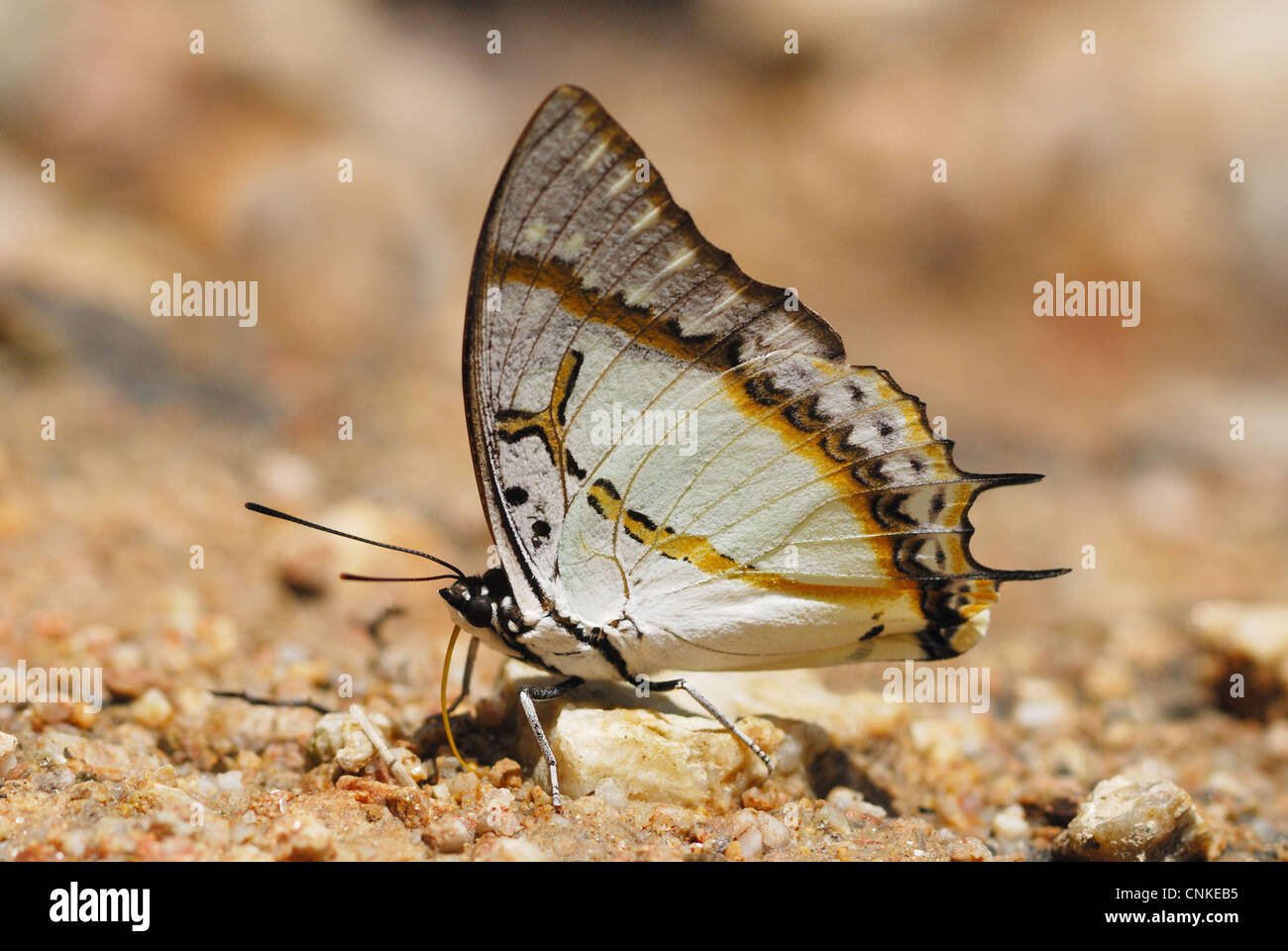 Great Nawab Butterfly (Polyura eudamippus) feeding on mineral salts in ...