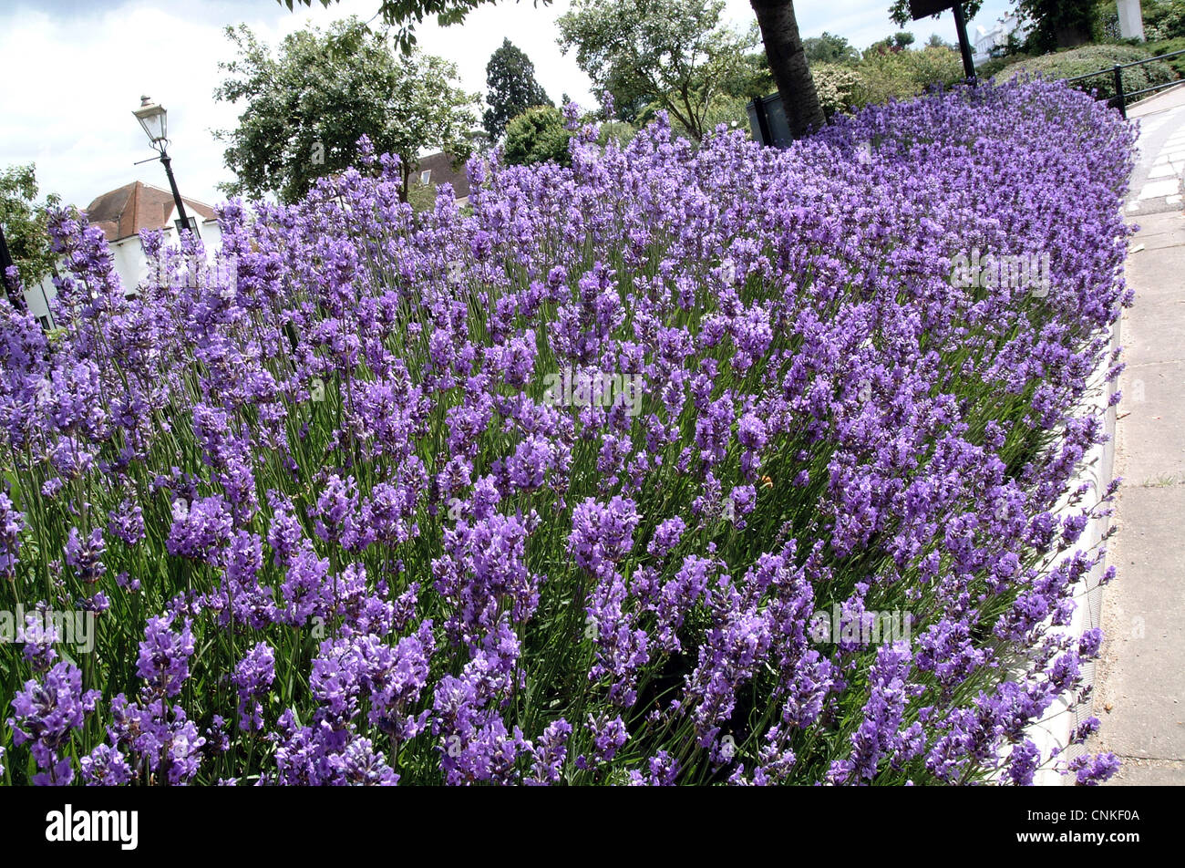 Old English Lavender Lavandular spica 'Hidcote' Stock Photo - Alamy