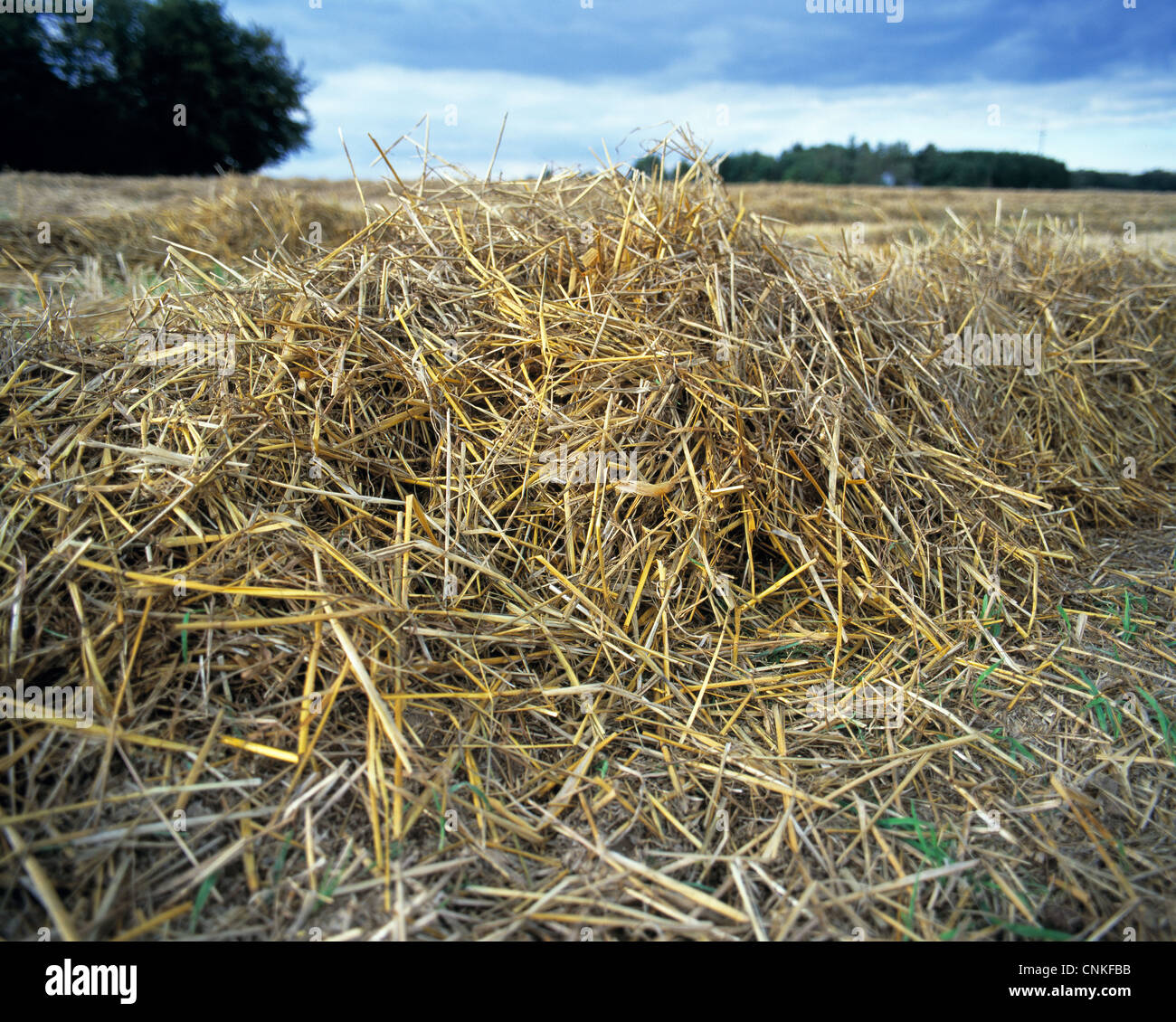 straw, haystack, harvest, farming, agriculture, symbolics, a needle in ...