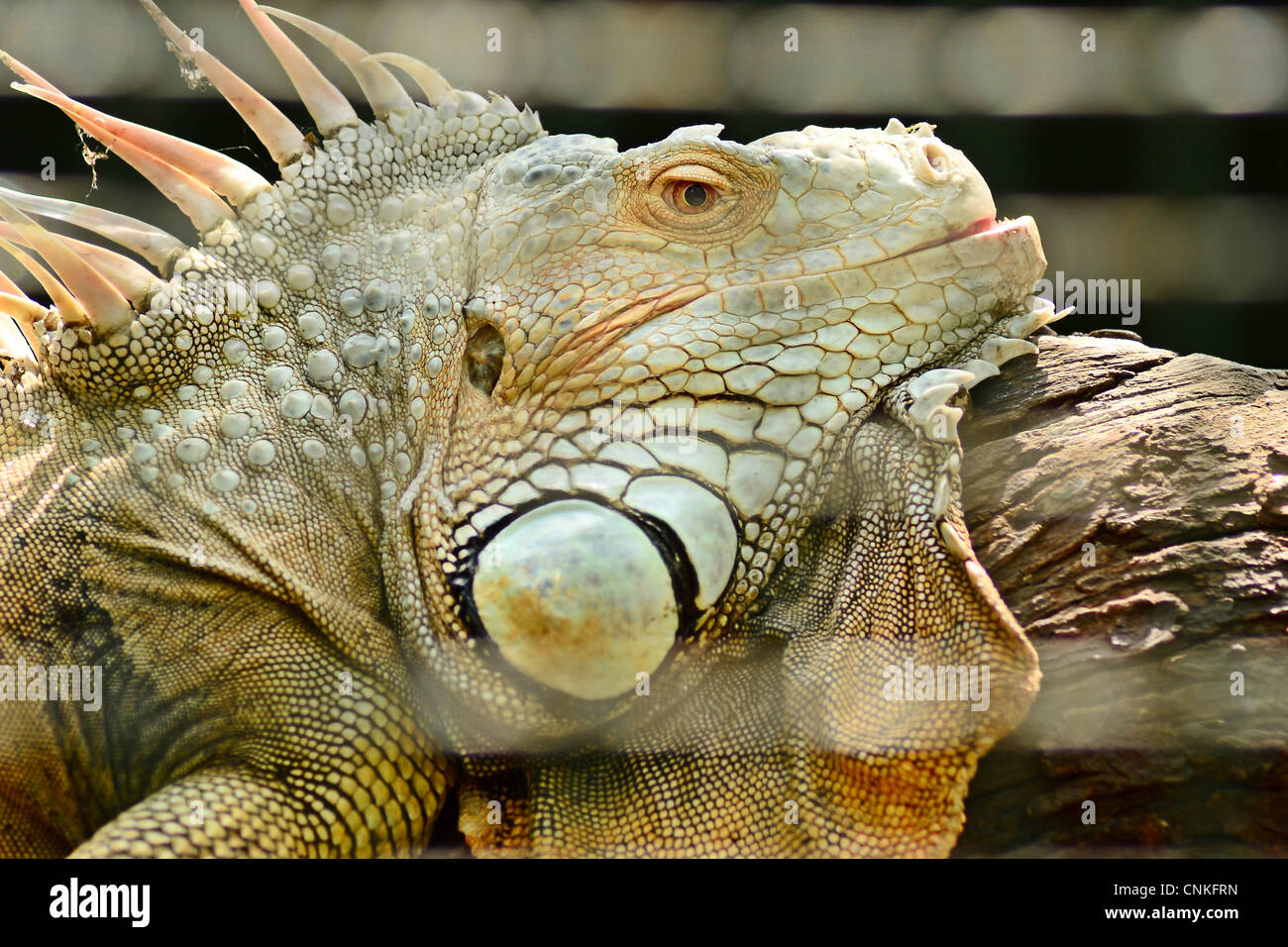 Iguana face hi-res stock photography and images - Alamy