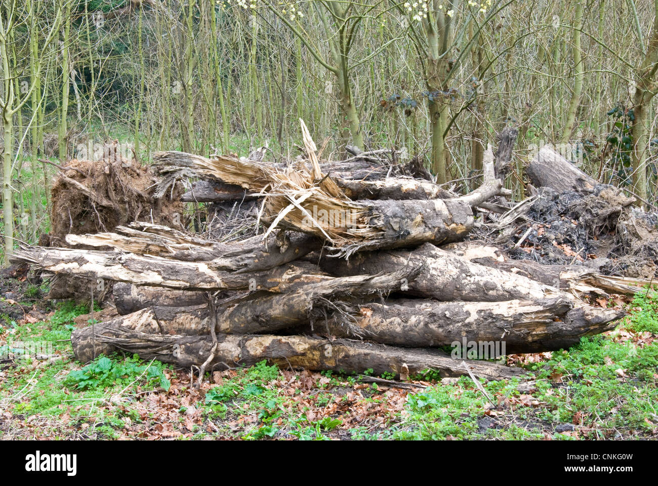 Rotting wood pile hi-res stock photography and images - Alamy