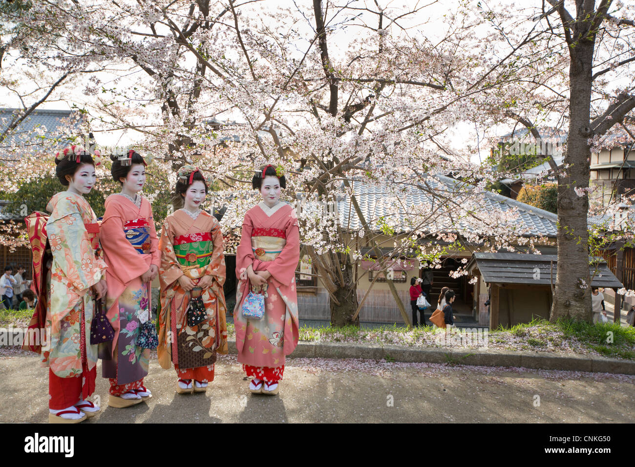 Maiko Cherry High Resolution Stock Photography and Images - Alamy