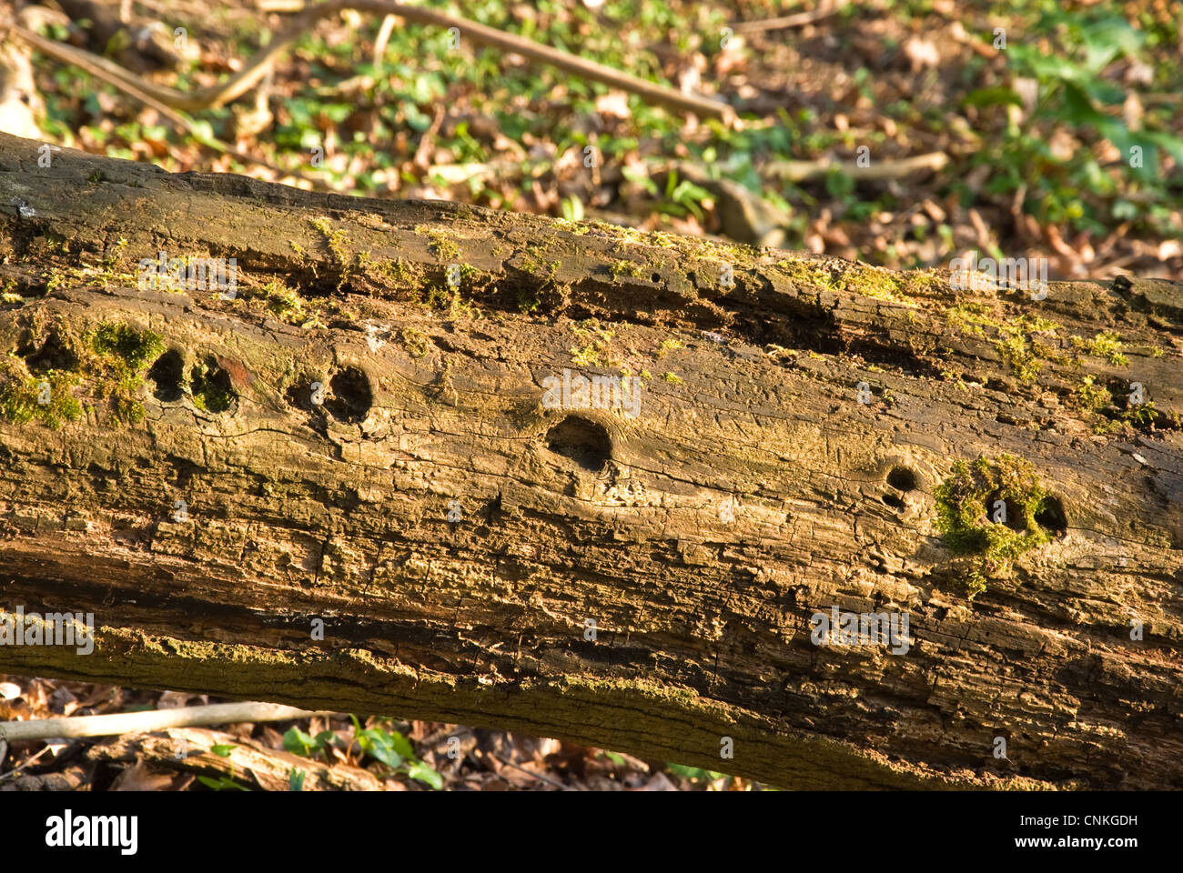 Log rotting in woodland Stock Photo - Alamy