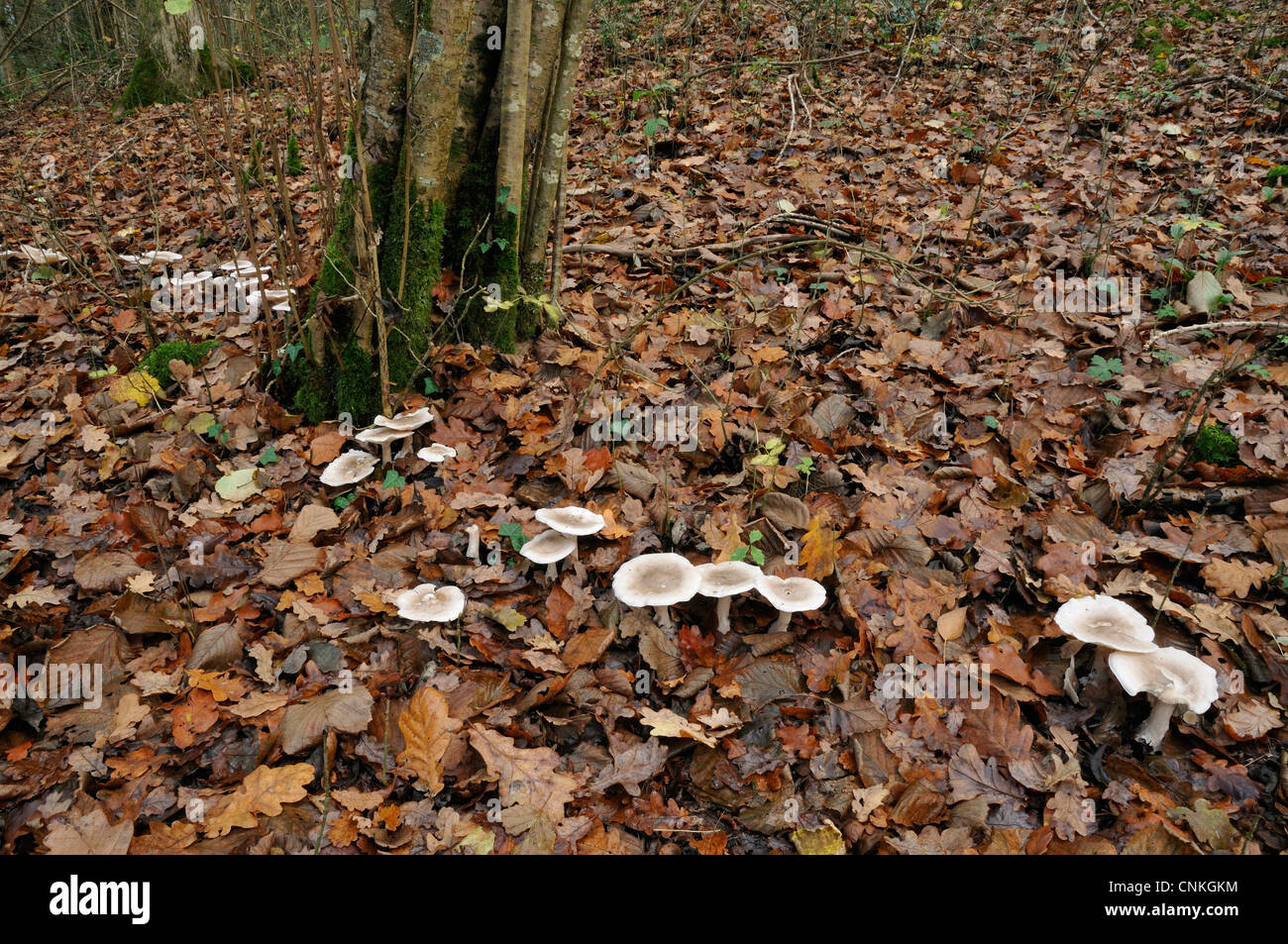Clouded Agaric Fungi - Clitocybe nebularis Forming a large fairy ring ...