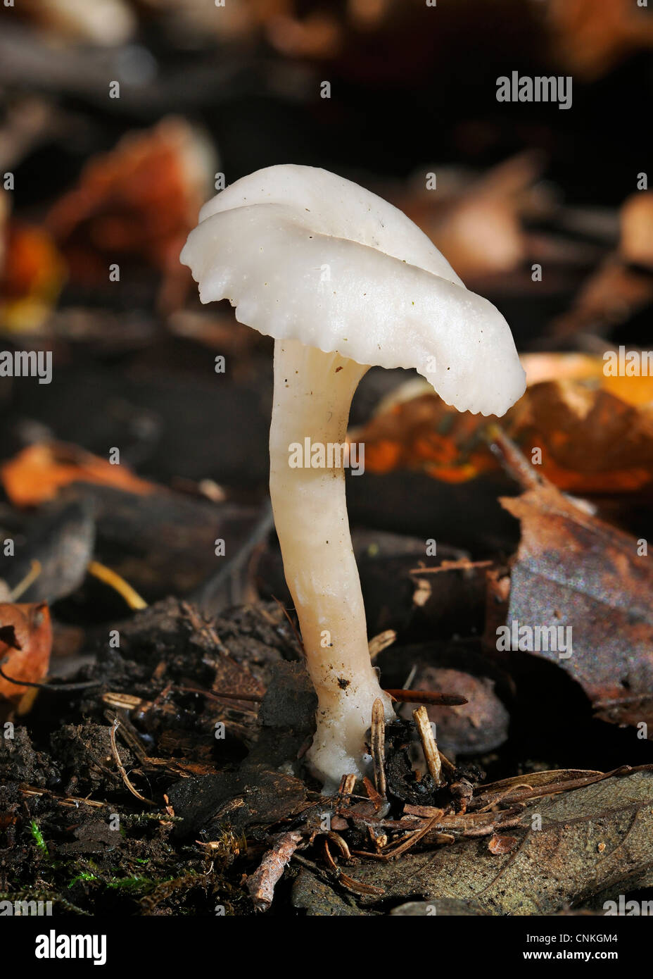 Frosty Funnel Fungus - Clitocybe phyllophila Stock Photo - Alamy