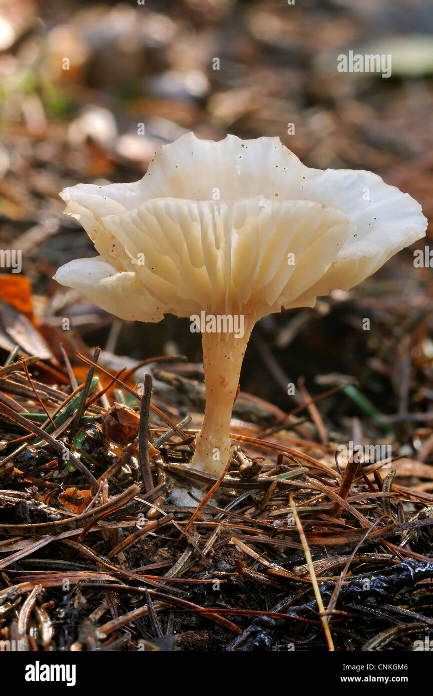 Frosty Funnel Fungus - Clitocybe phyllophila Stock Photo - Alamy