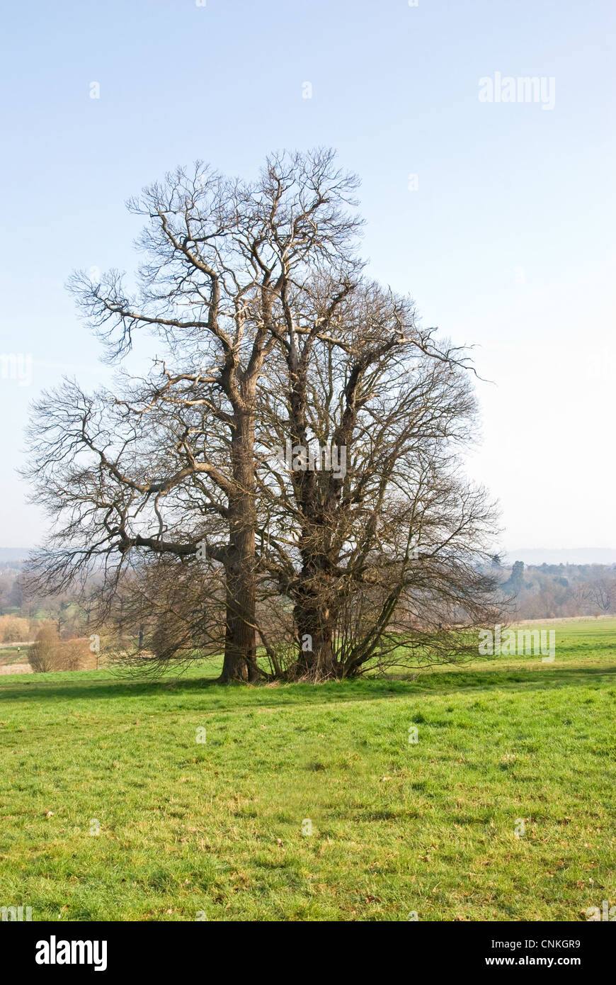 Trees in a parkland setting Stock Photo - Alamy