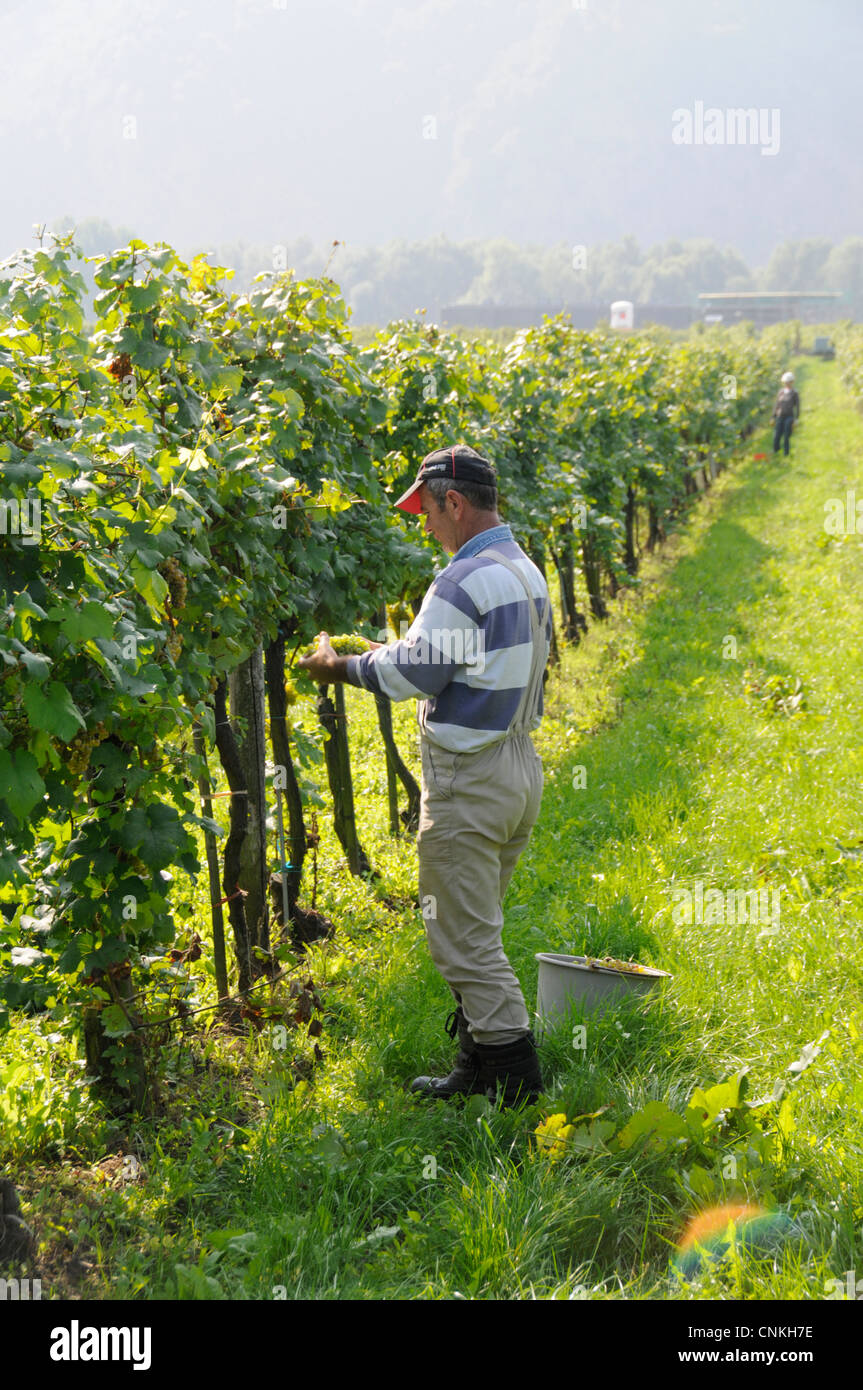 Grape Picker High Resolution Stock Photography and Images - Alamy