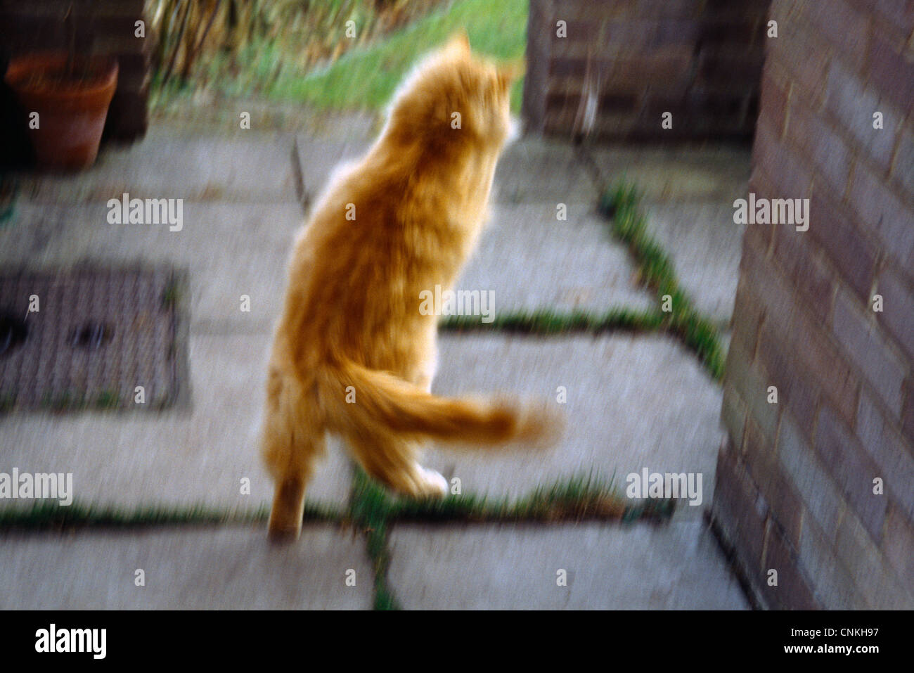 Ginger Kitten Pouncing At Mouse Angry Cat Stock Photo - Alamy