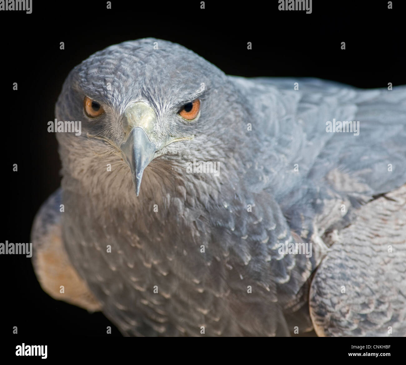 Chilean blue eagle hi-res stock photography and images - Alamy