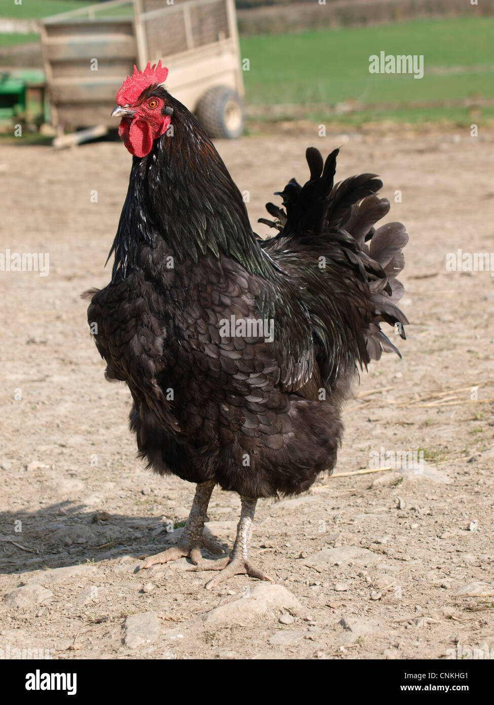 Large black cockerel, UK Stock Photo - Alamy