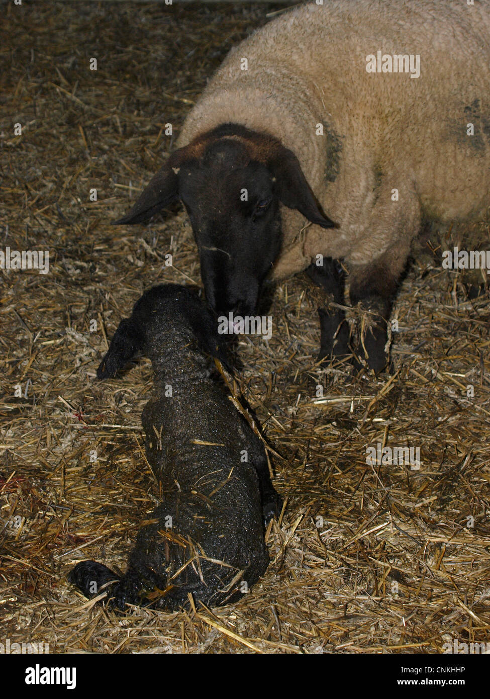 Suffolk sheep uk hi-res stock photography and images - Alamy