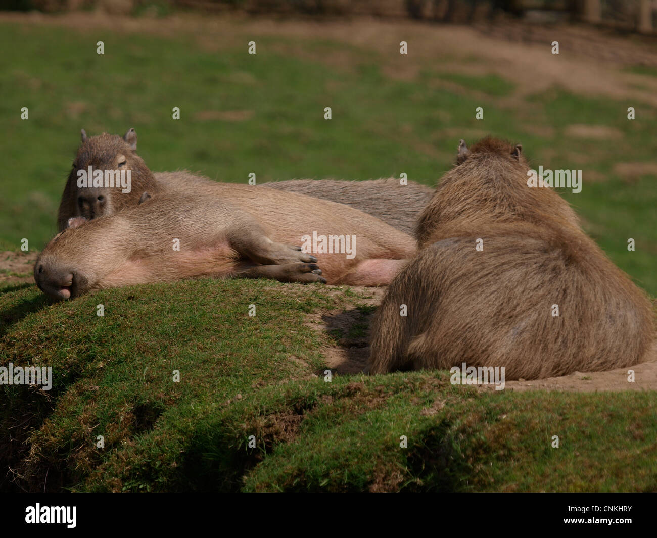Sleeping capybara hi-res stock photography and images - Alamy