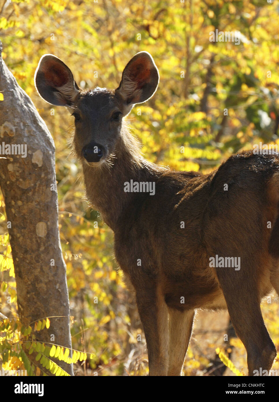 Sambhur hi-res stock photography and images - Alamy