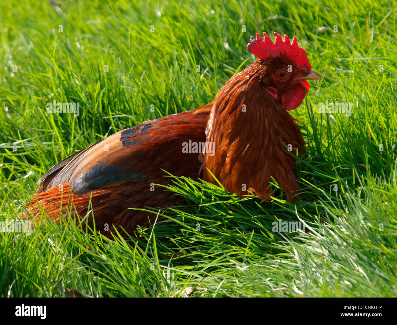 Long chicken hi-res stock photography and images - Alamy