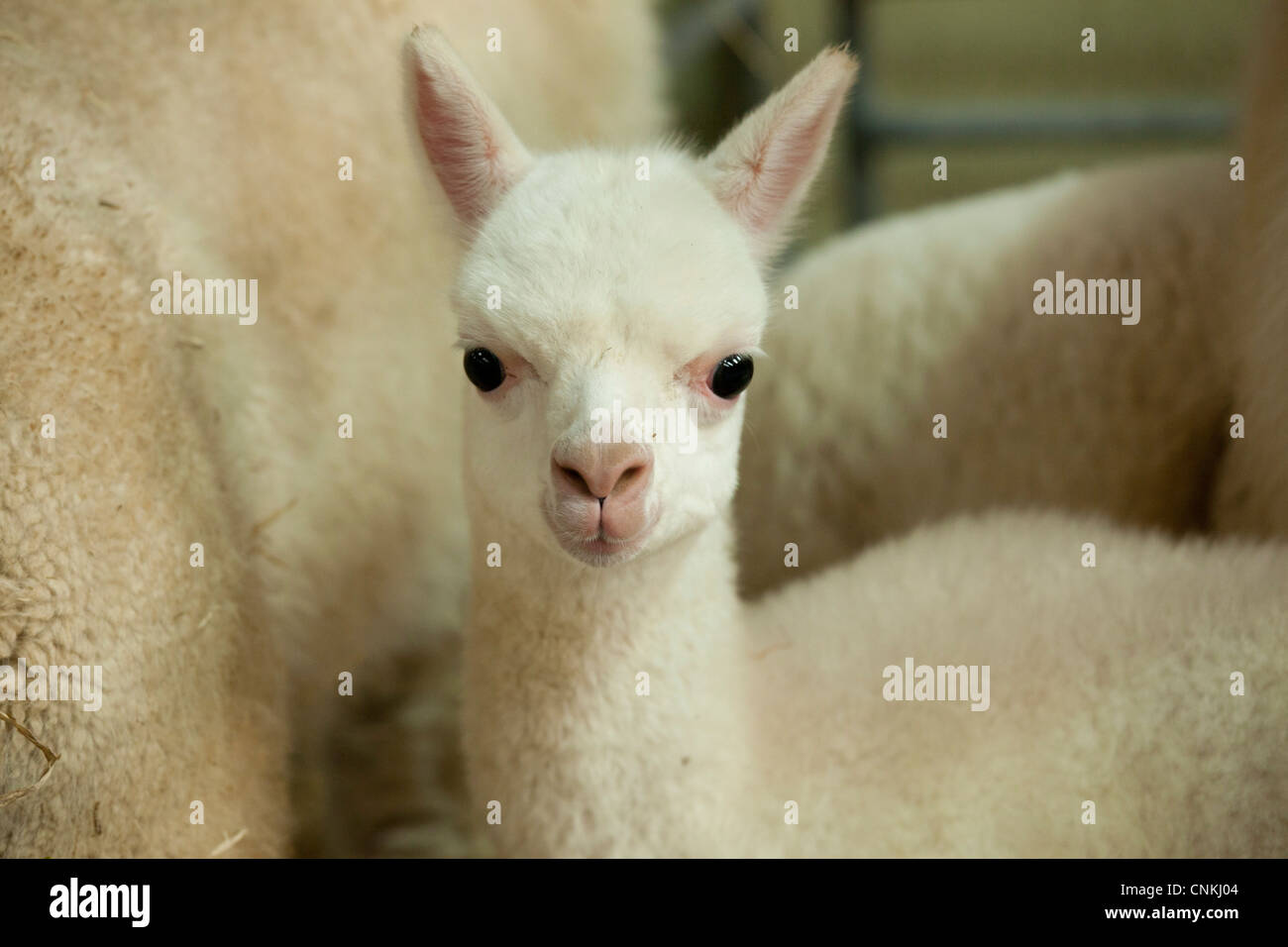 Cria, baby Alpaca, Pictured in Leamington Spa, Warwickshire, UK Stock ...