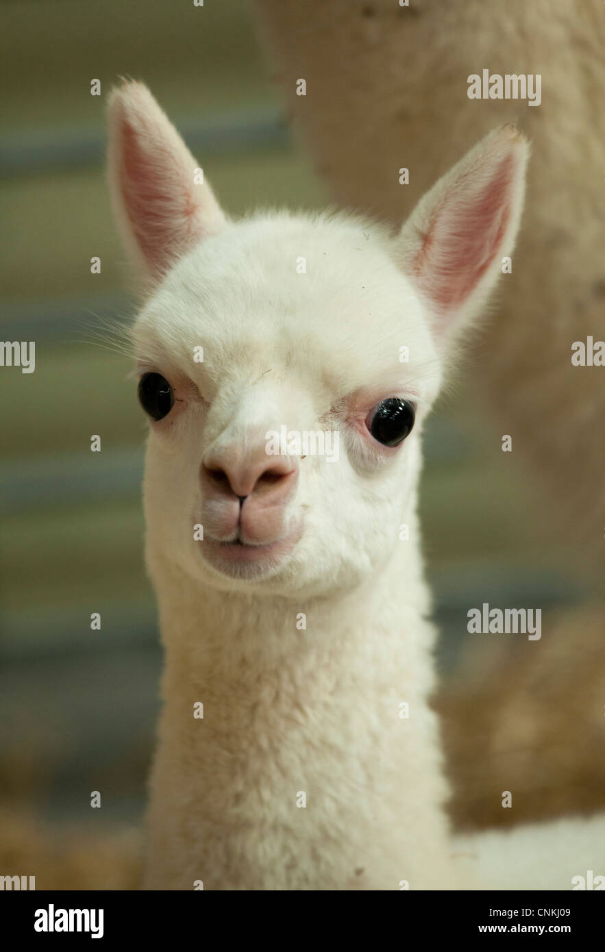 Cria, baby Alpaca, Pictured in Leamington Spa, Warwickshire, UK Stock ...