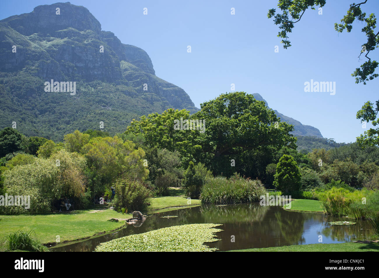 Kirstenbosch Botanical Garden Cape Town South Africa Stock Photo - Alamy