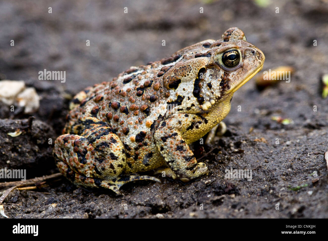 A brown and yellow American toad in its natural muddy environment Stock ...