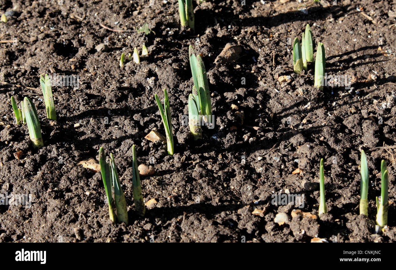 Bulb shoots hi-res stock photography and images - Alamy