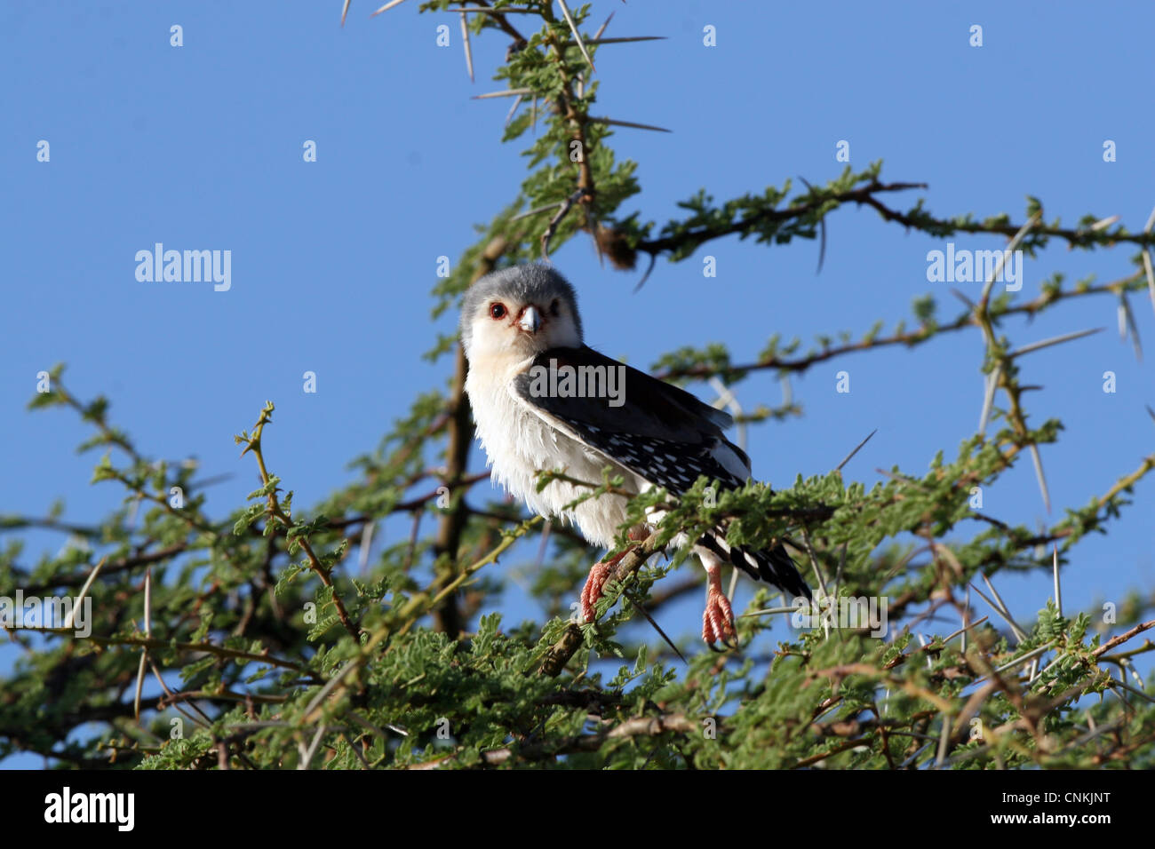 Pygmy Buffalo High Resolution Stock Photography and Images - Alamy