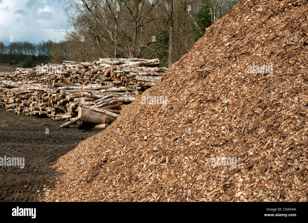 forestry management, marsham woods, norfolk, england Stock Photo - Alamy