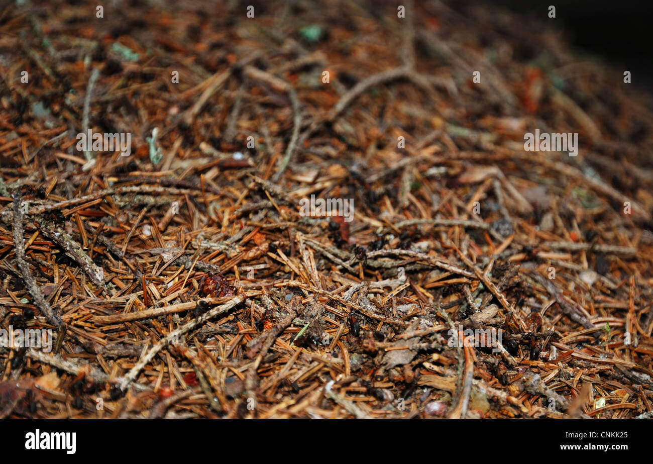 Surface of the anthill Stock Photo - Alamy