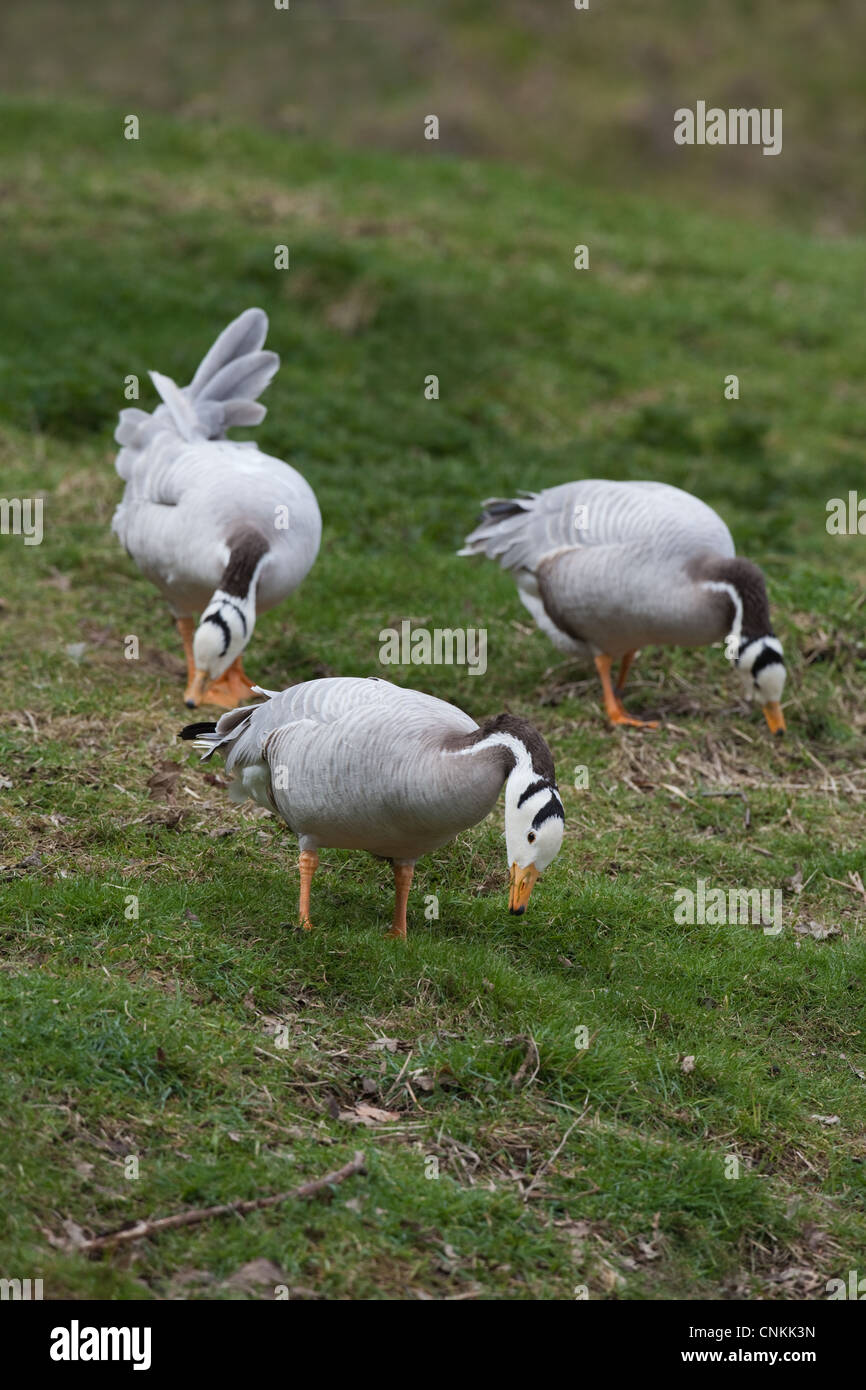 Anser indicus tibet hi-res stock photography and images - Alamy