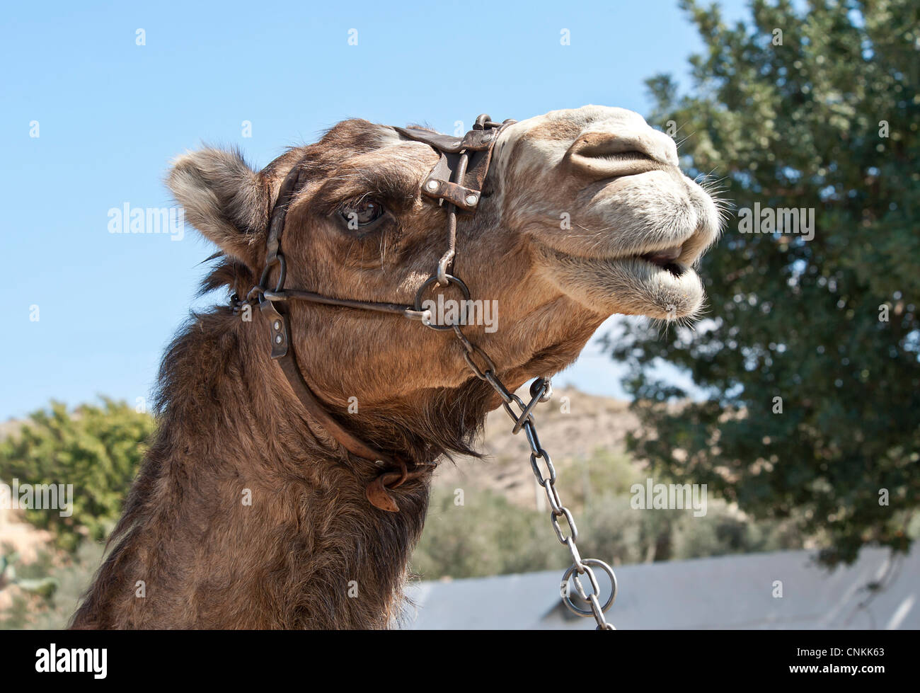 Close up of a Camel Stock Photo - Alamy