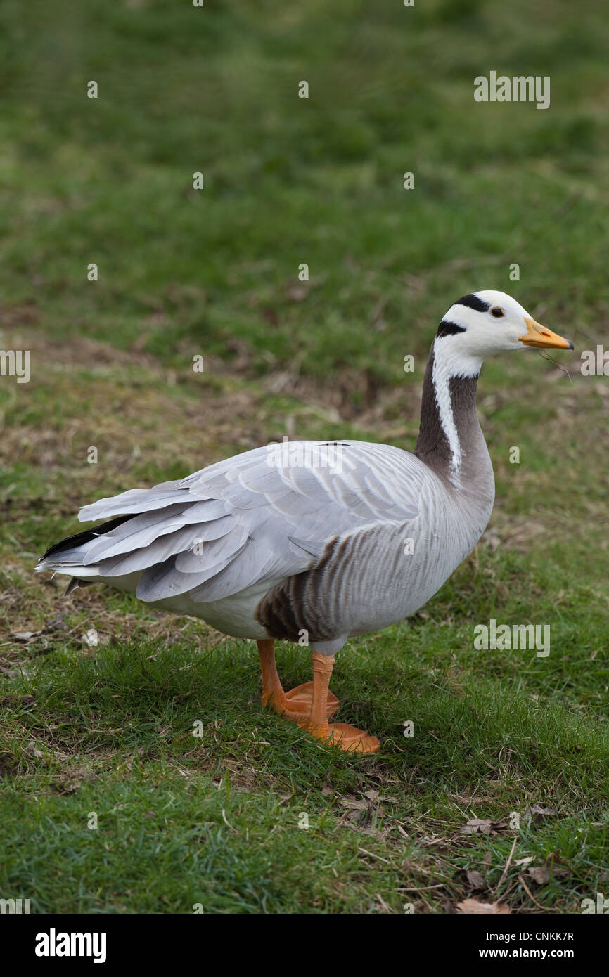 Bar headed goose side view hi-res stock photography and images - Alamy