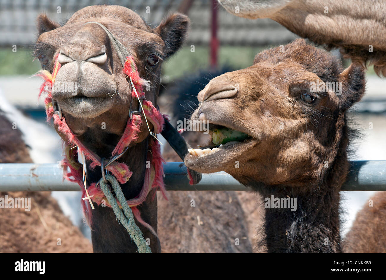Close up of the head of a camel Stock Photo - Alamy