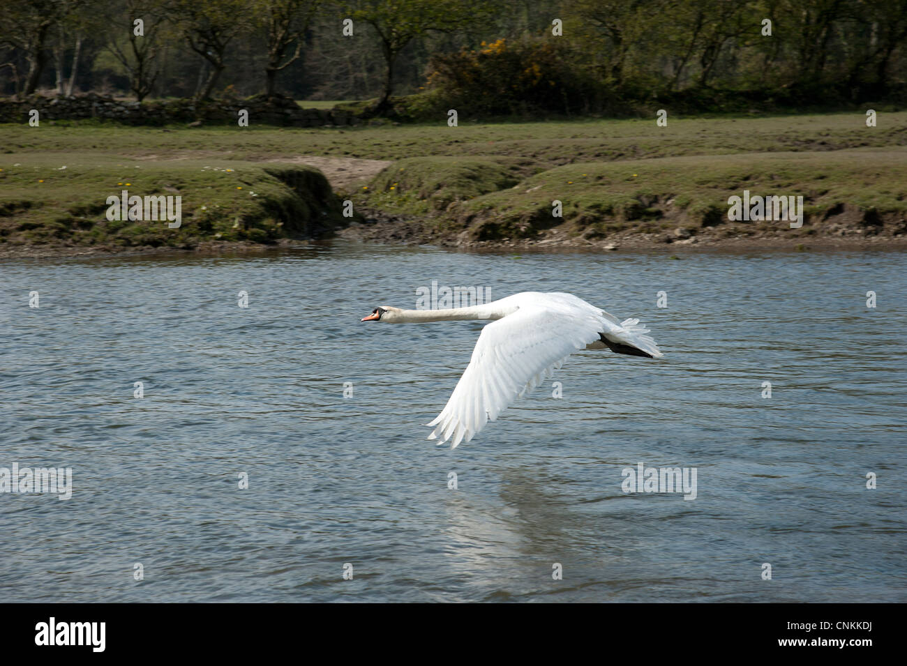 Wildlife swan flying hi-res stock photography and images - Alamy