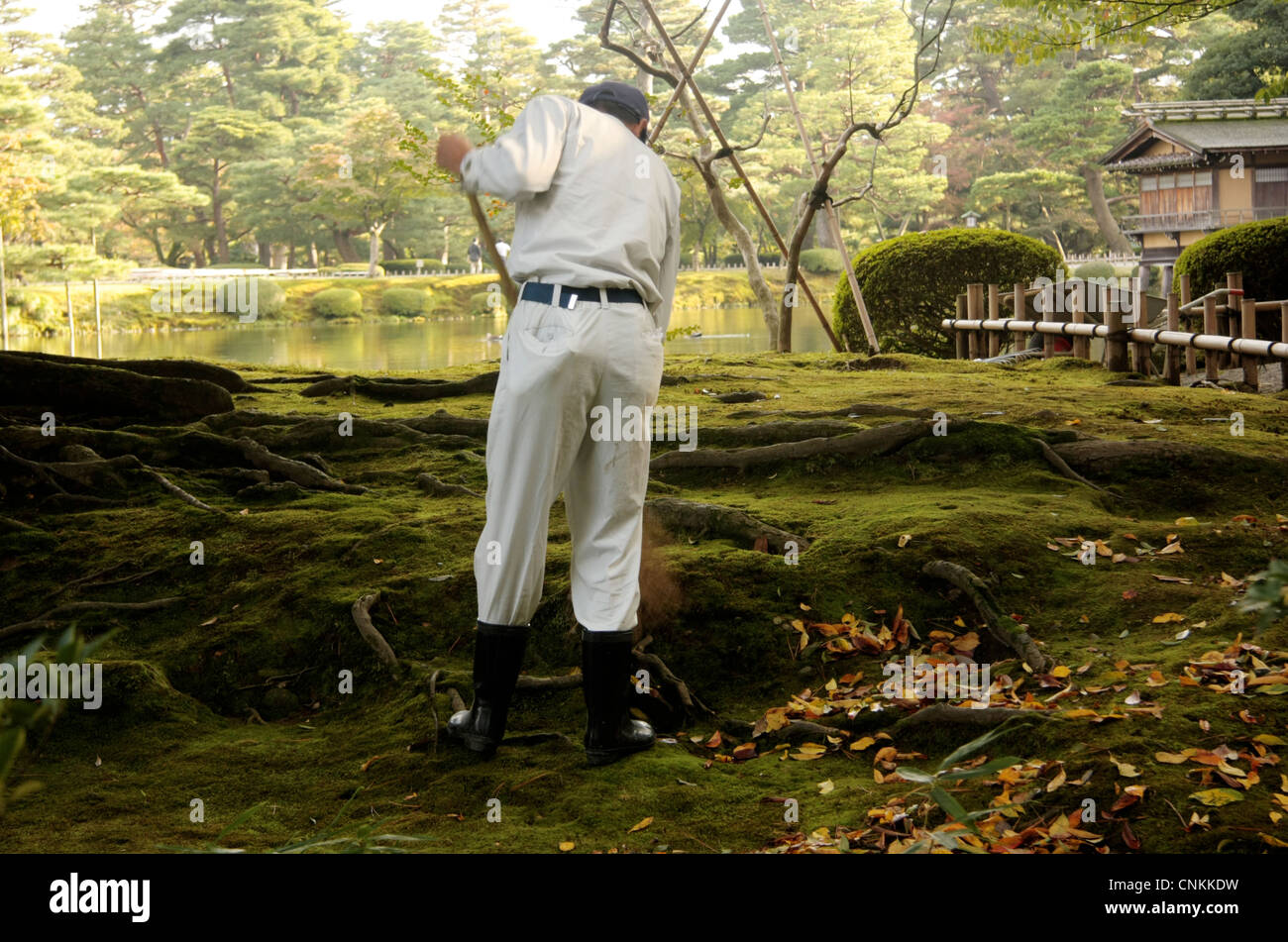 Japanese gardener raking leaves in Kenrokuen garden in Kanazawa, Japan ...
