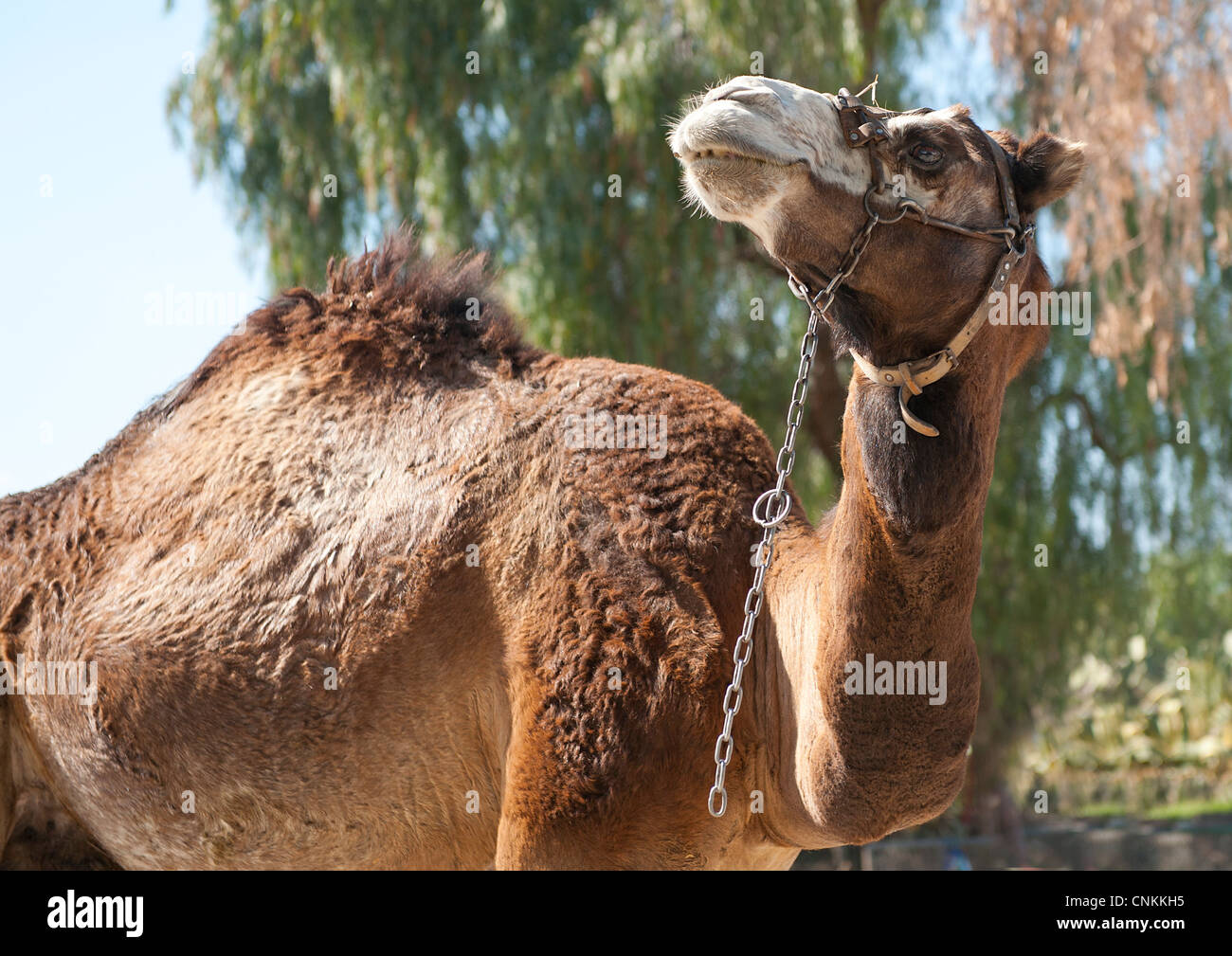 How the camel got its hump hi-res stock photography and images - Alamy
