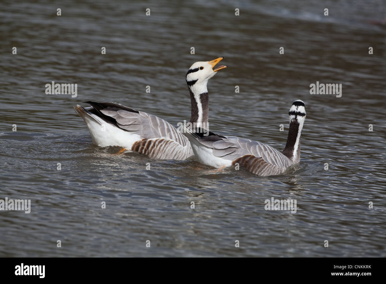 Bar headed goose flight hi-res stock photography and images - Alamy