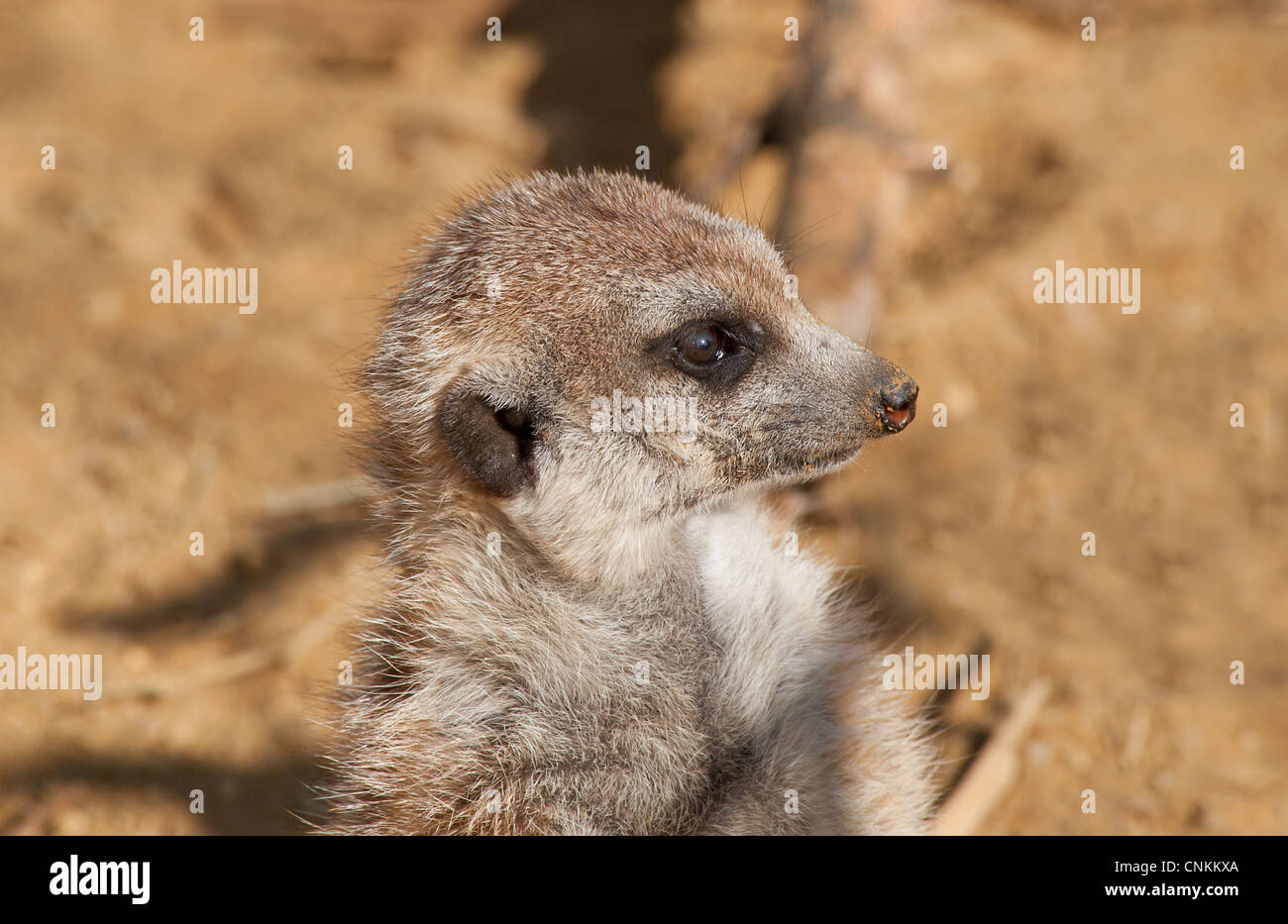 Close up of an adult Meerkat Stock Photo - Alamy