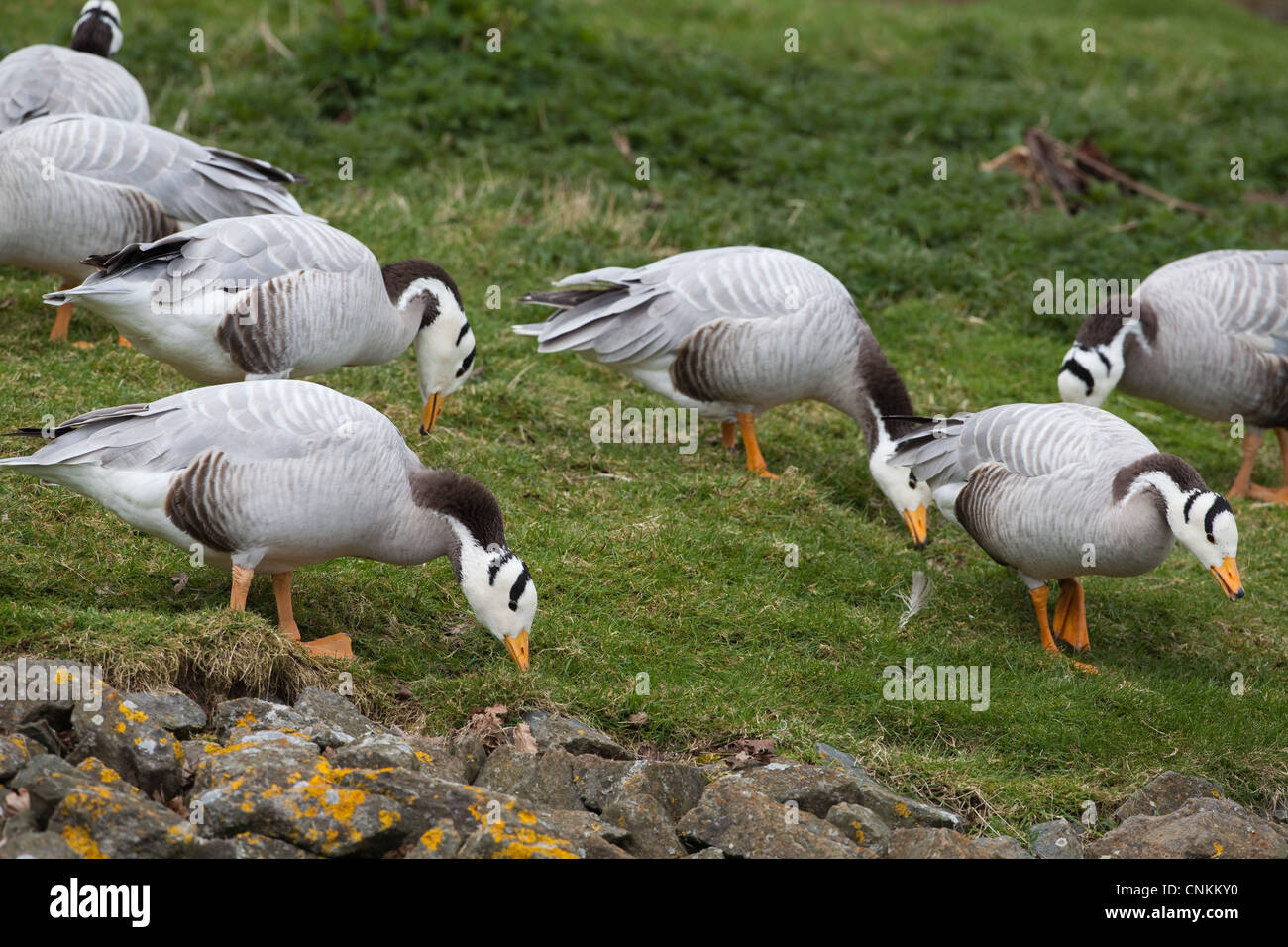Bar headed goose flock hi-res stock photography and images - Alamy