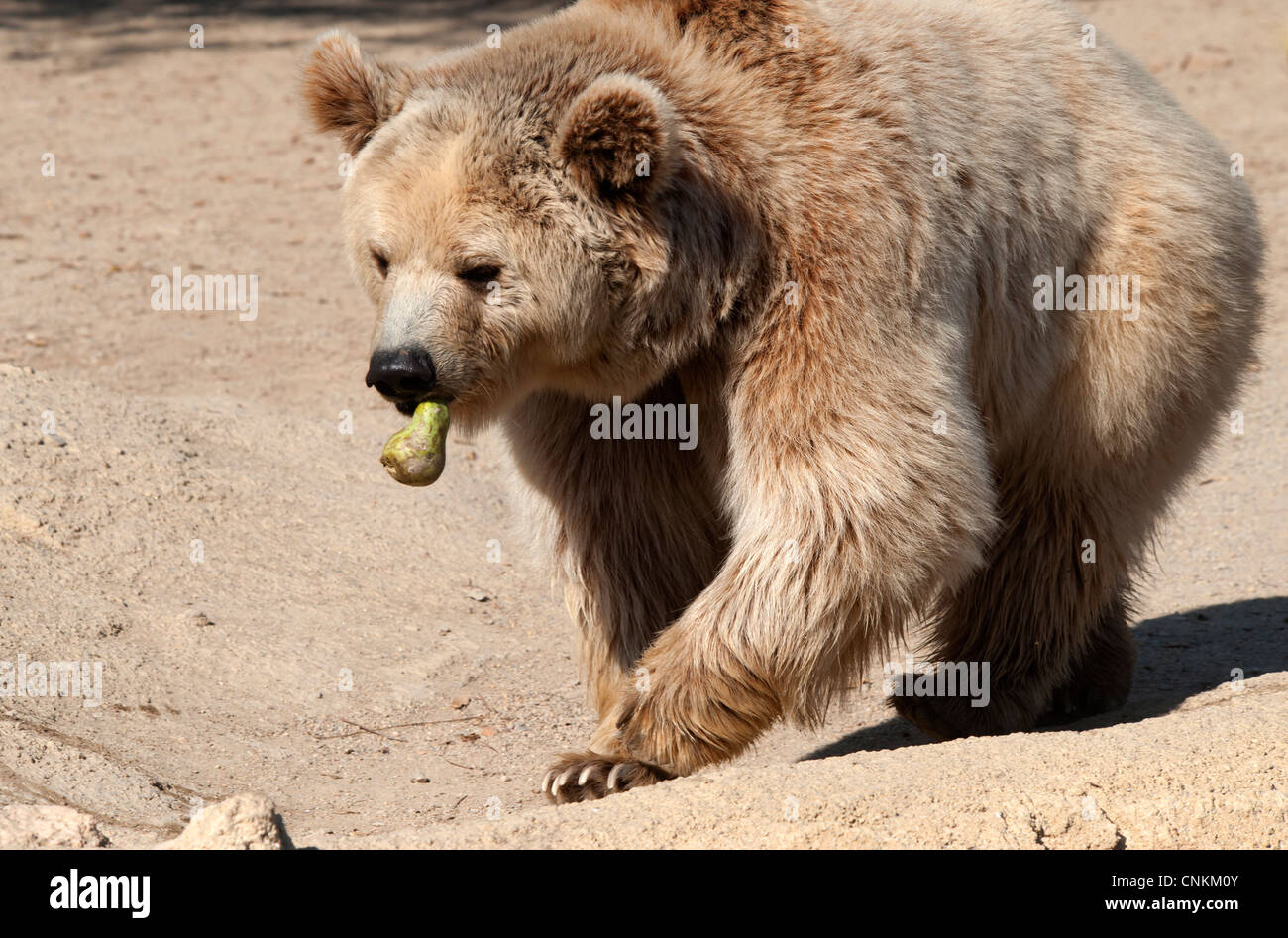 Close up of a Brown Bear eating a pear in the sunshine Stock Photo - Alamy