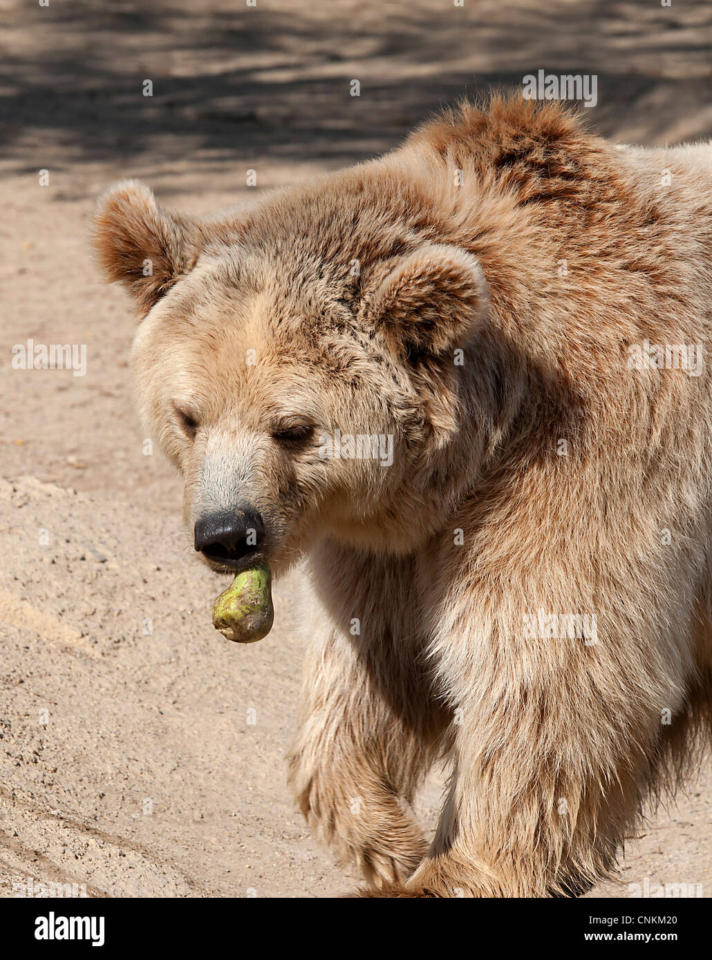 Close up of a Brown Bear eating a pear in the sunshine Stock Photo - Alamy