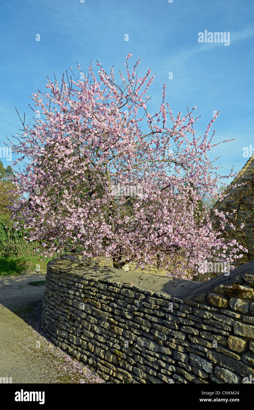 Pretty pink blossom in Spring, England Stock Photo - Alamy