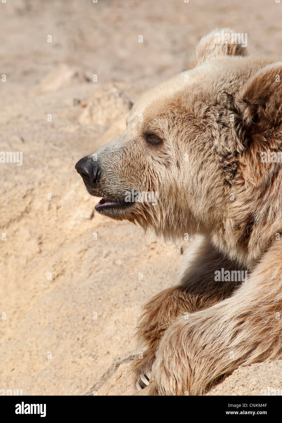 Close up of a Brown Bear eating a pear in the sunshine Stock Photo - Alamy