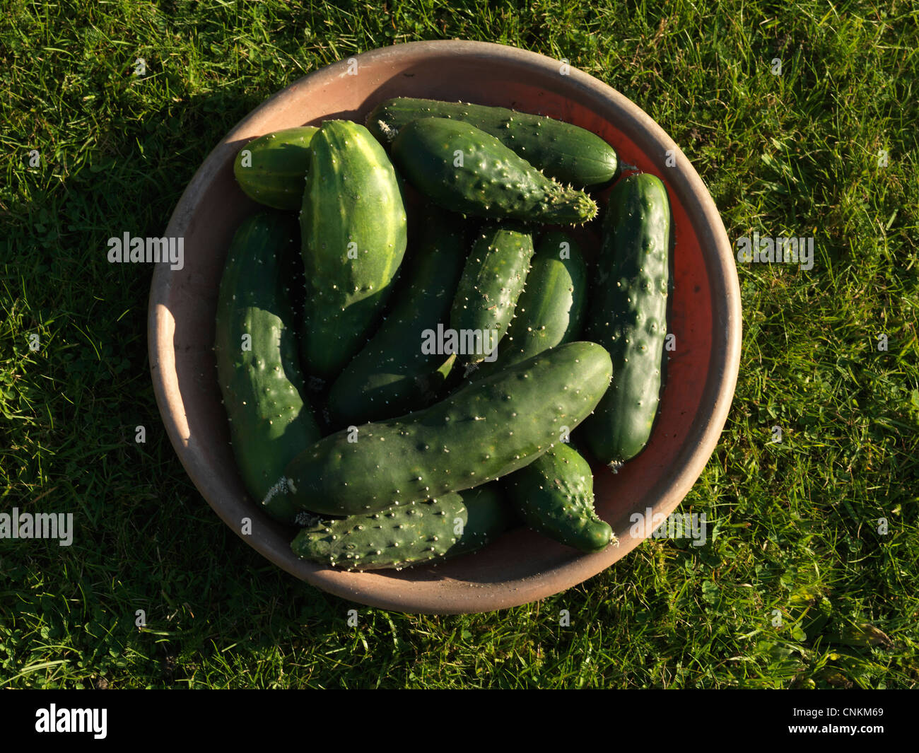 Freshly Picked Cucumbers In Pot Stock Photo - Alamy