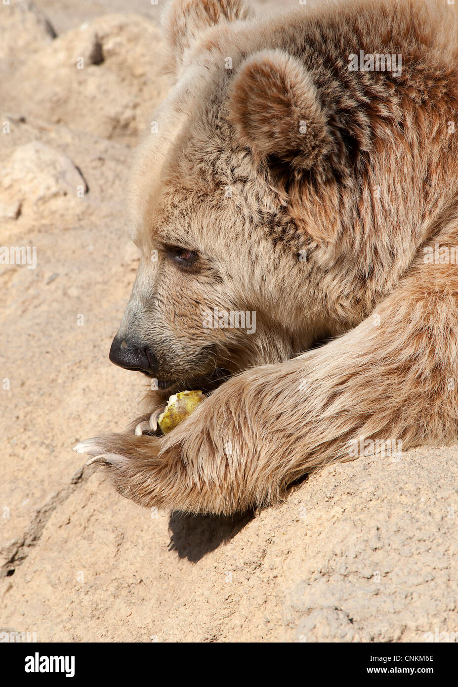 Close up of a Brown Bear eating a pear in the sunshine Stock Photo - Alamy