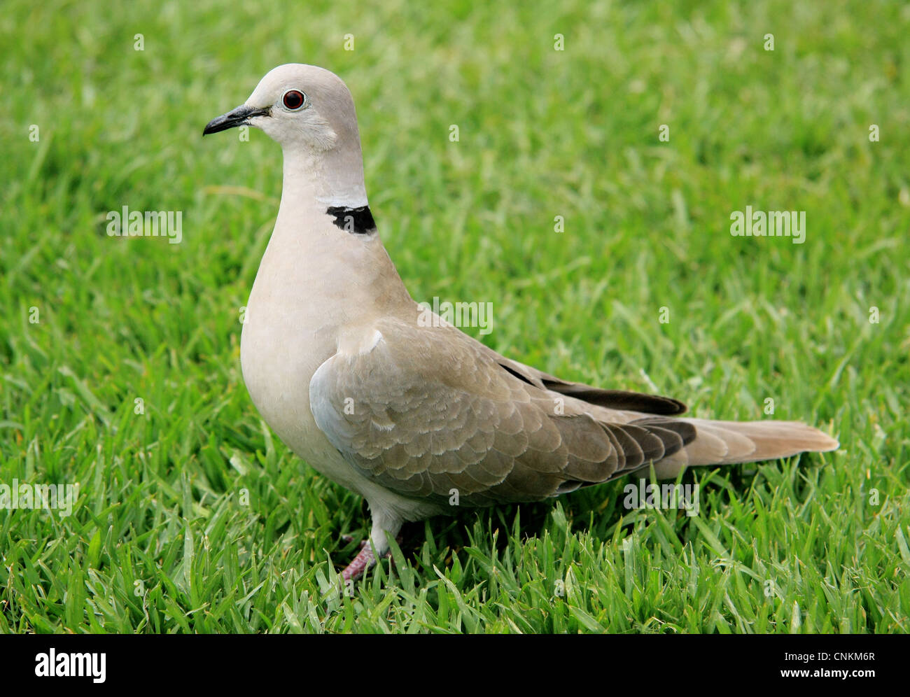 Ring-necked dove walking on grass Stock Photo - Alamy
