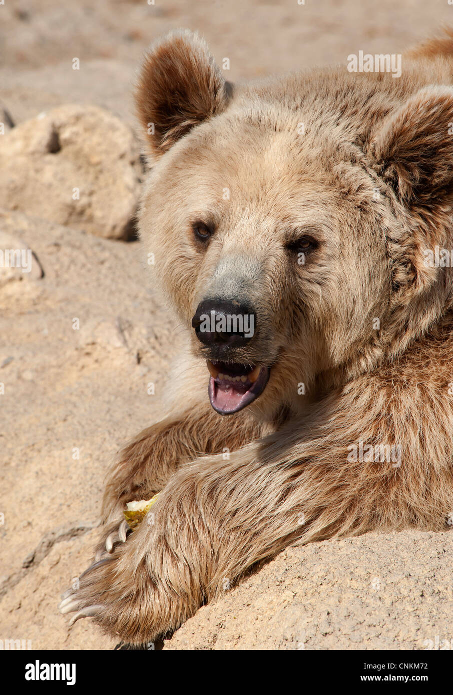 Bear eating hi-res stock photography and images - Alamy