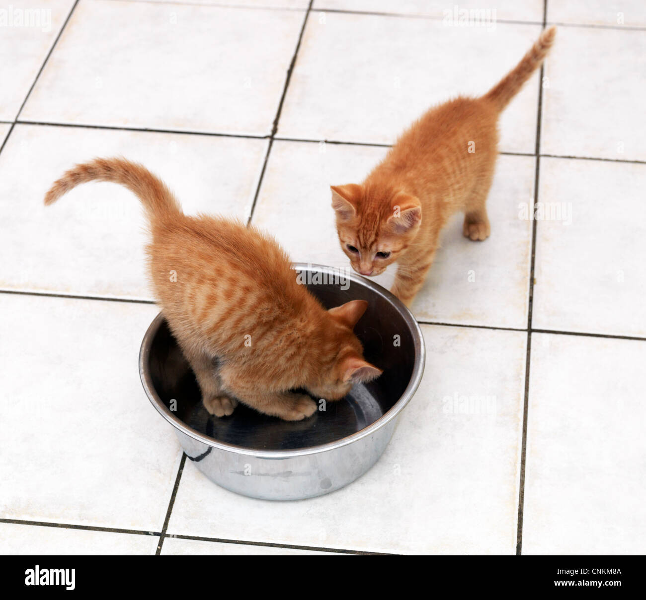 Kittens with dog hi-res stock photography and images - Alamy