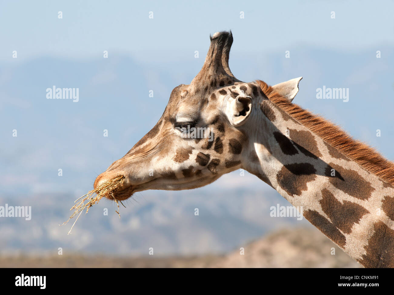 Close up of a Giraffe eating Stock Photo - Alamy