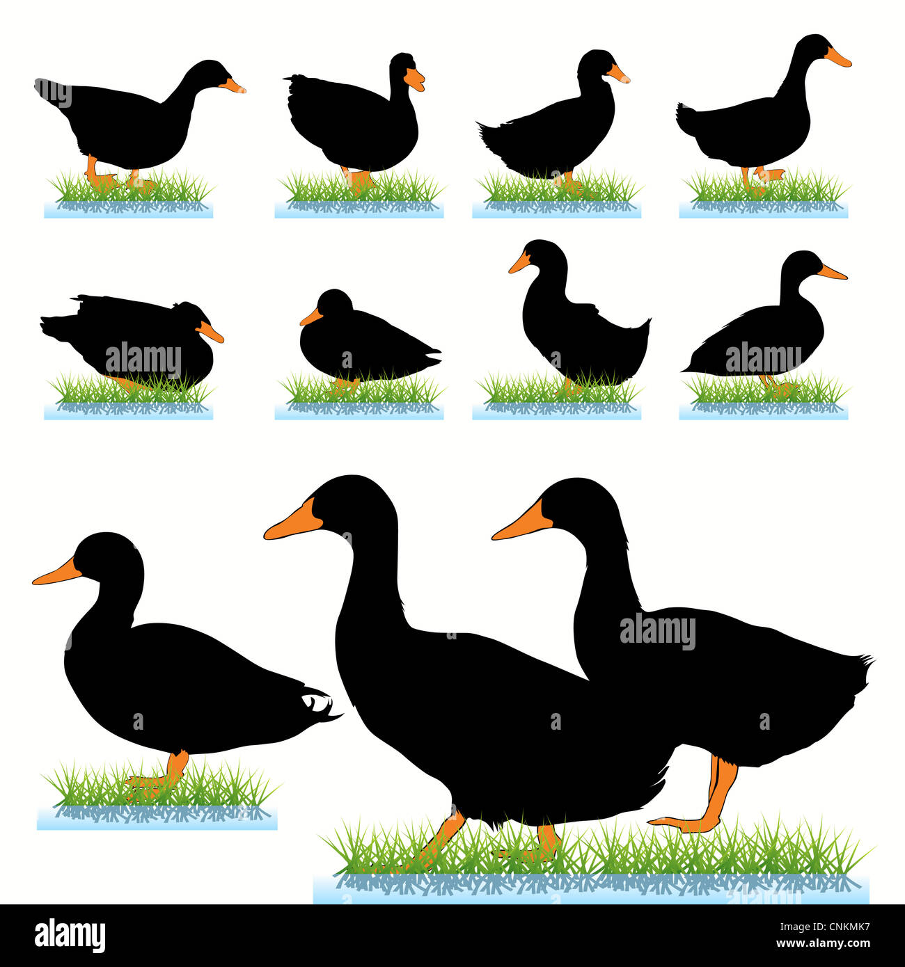 Duck silhouettes set Stock Photo - Alamy