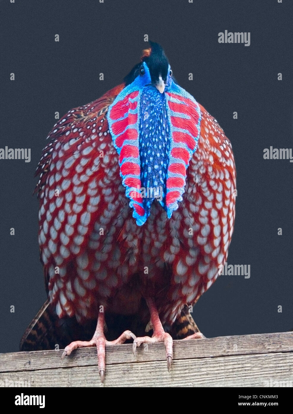 Male Temminck's Tragopan (tragopan temminckii) displaying lappet Stock ...
